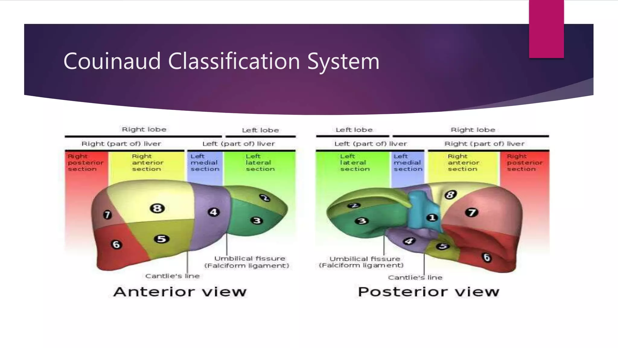 Anatomical division of liver | PPTX
