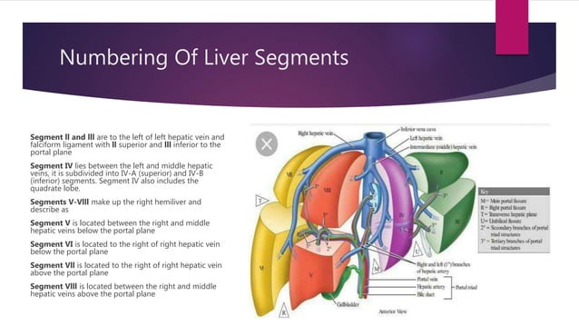 Anatomical division of liver | PPTX