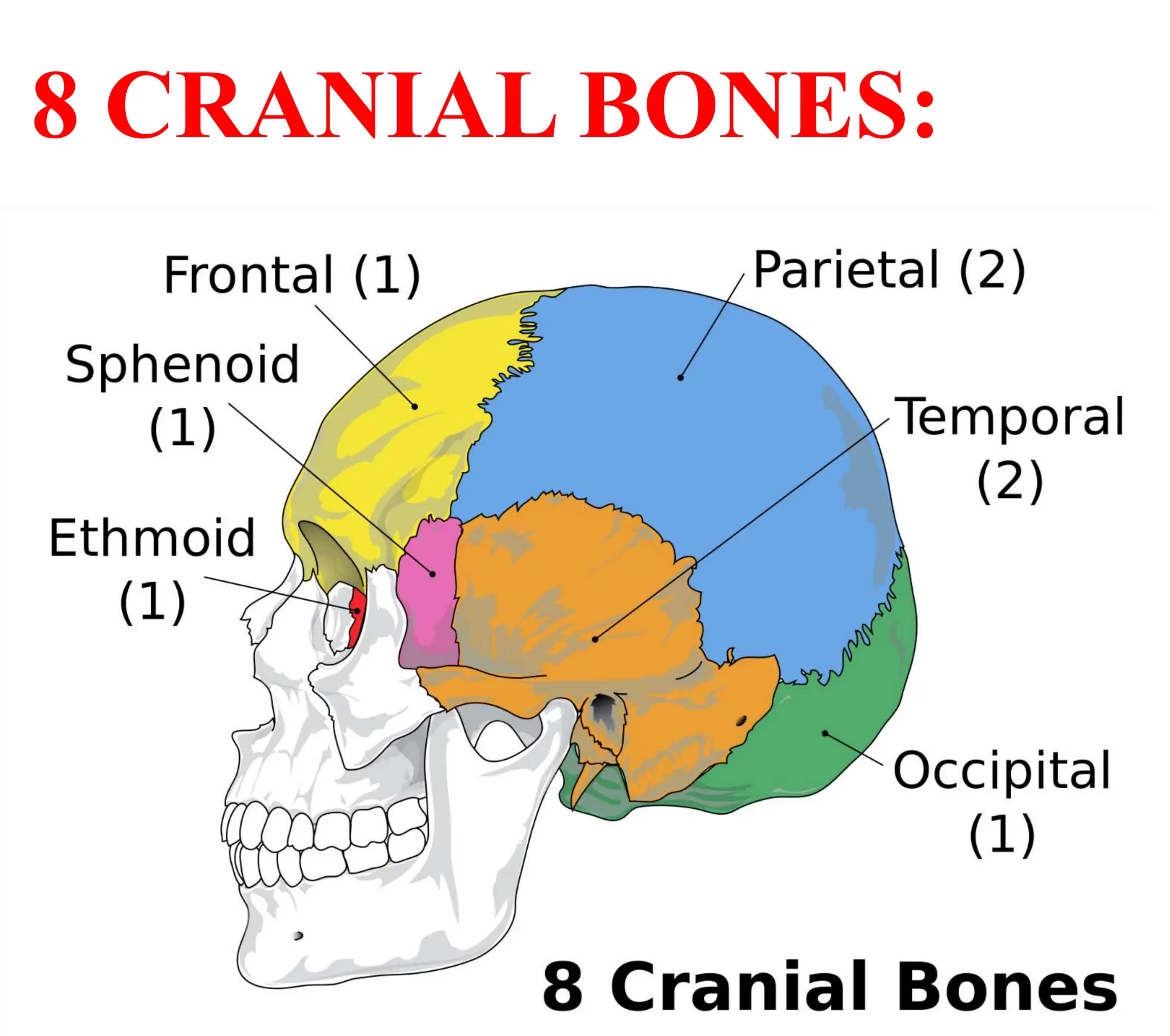 ANATOMICAL FAETURES OF BONES FOR NURSING STUDENTS .pptx