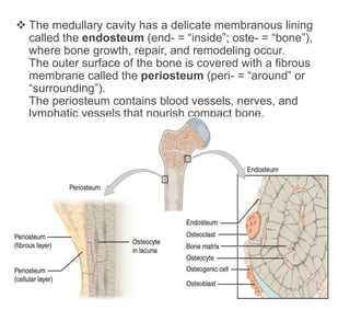 ANATOMICAL FAETURES OF BONES FOR NURSING STUDENTS .pptx