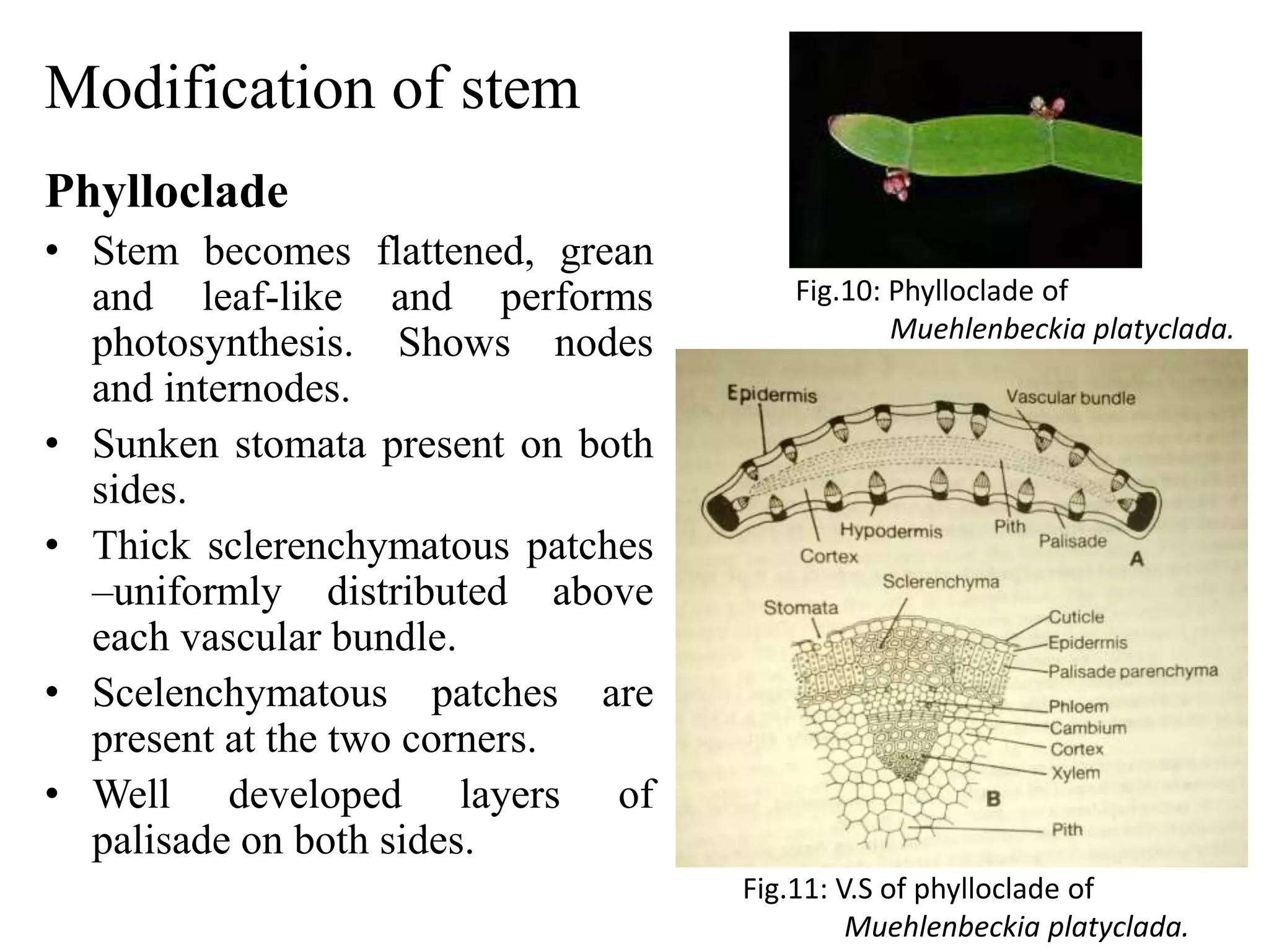 Anatomical features of xerophytic plants | PPTX