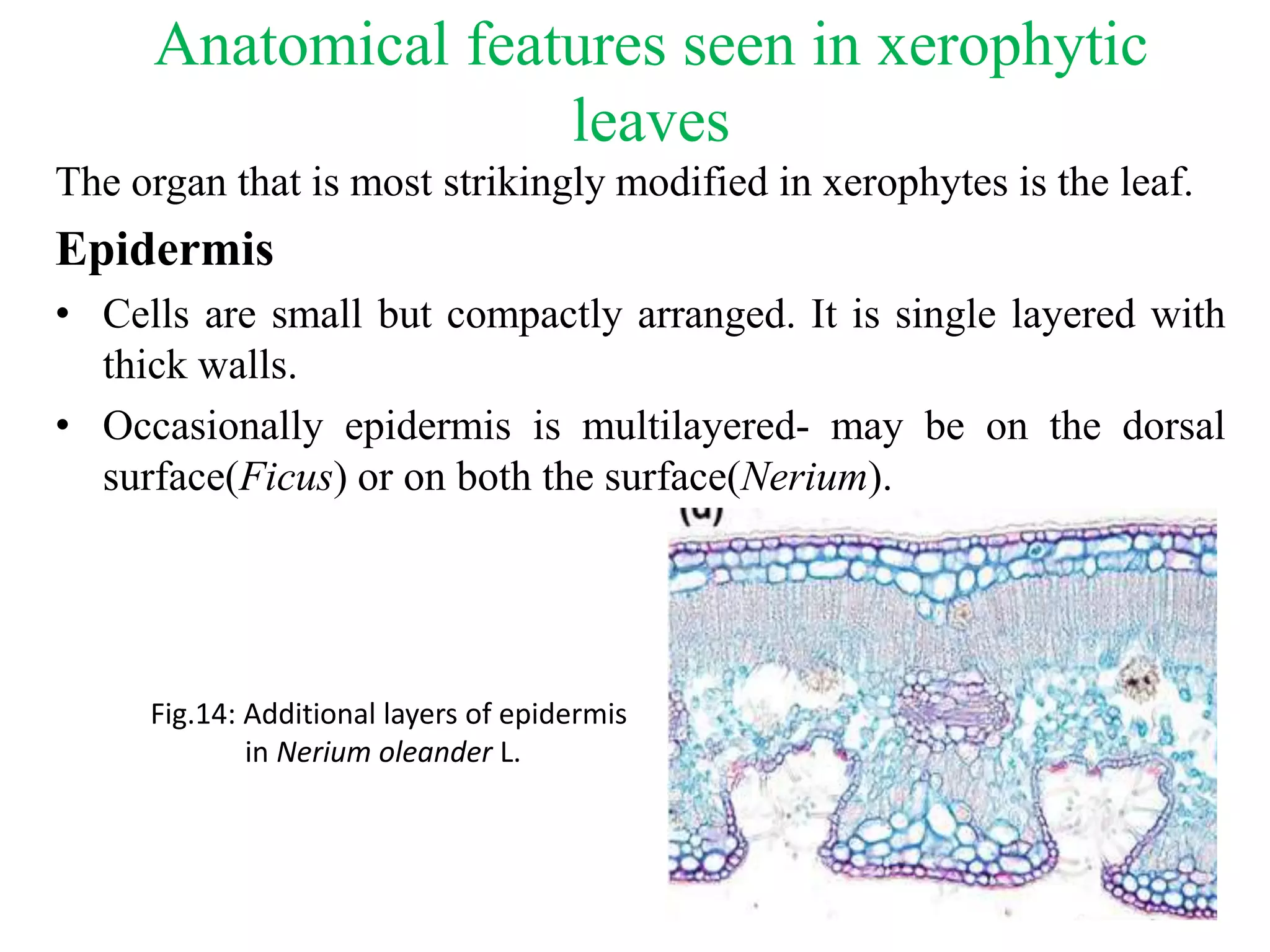 Anatomical features of xerophytic plants | PPTX