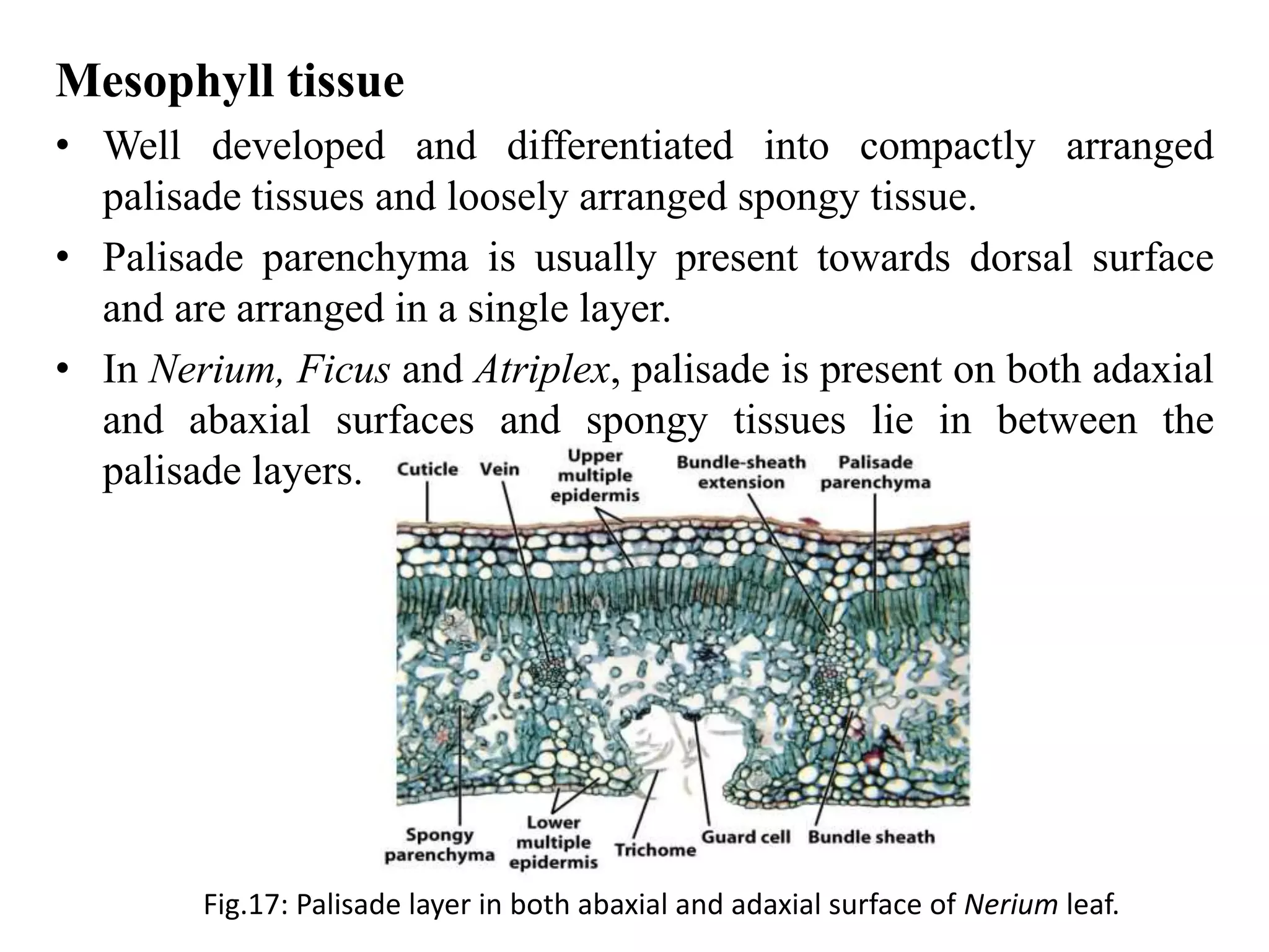 Anatomical features of xerophytic plants | PPTX