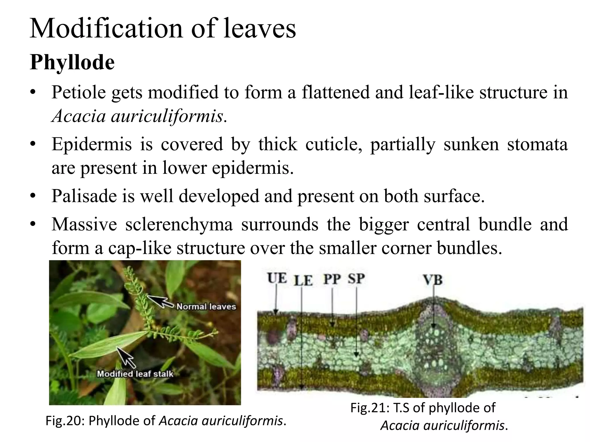 Anatomical features of xerophytic plants | PPTX