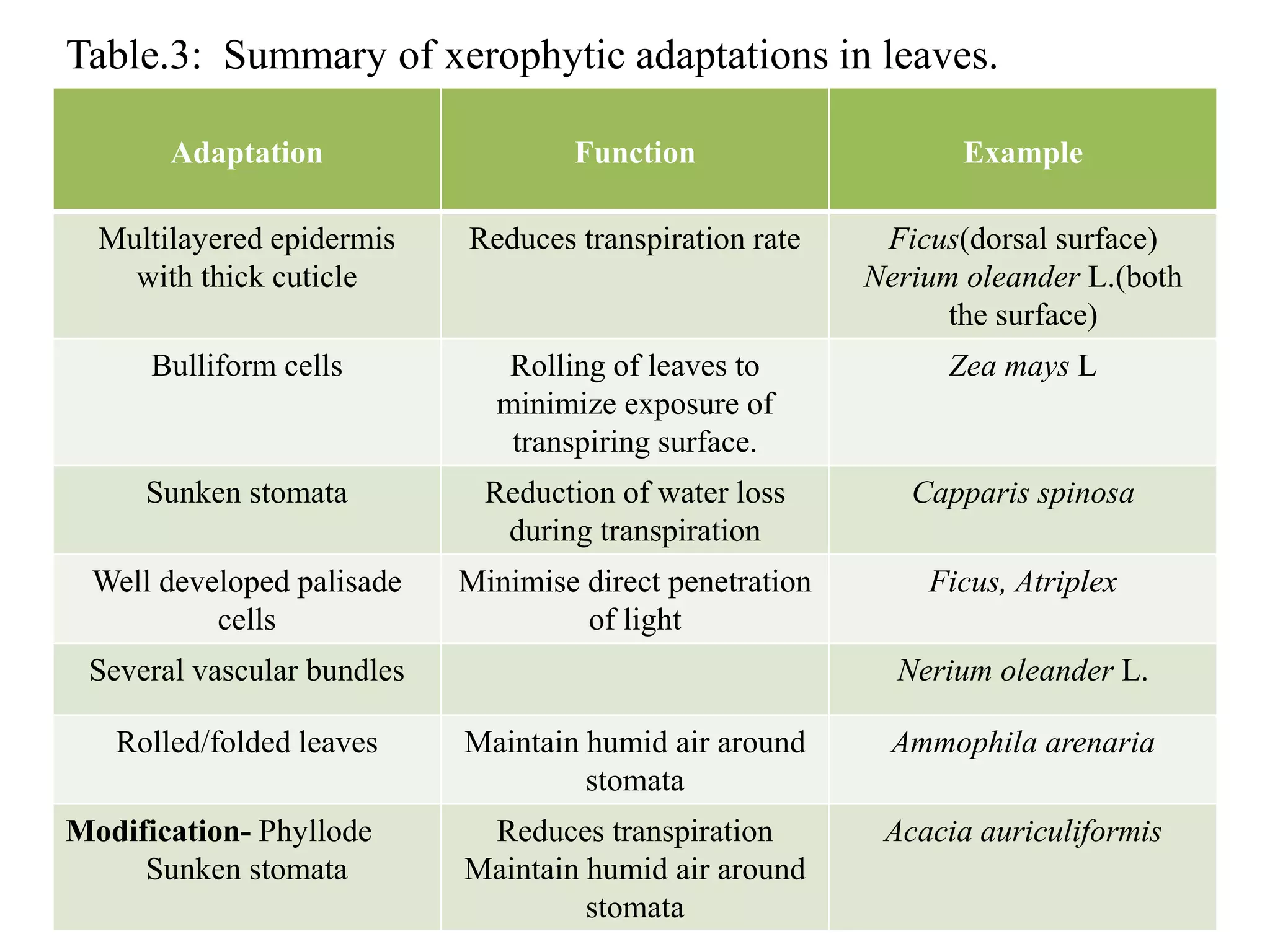 Anatomical features of xerophytic plants | PPTX | Gardening | Home & Garden