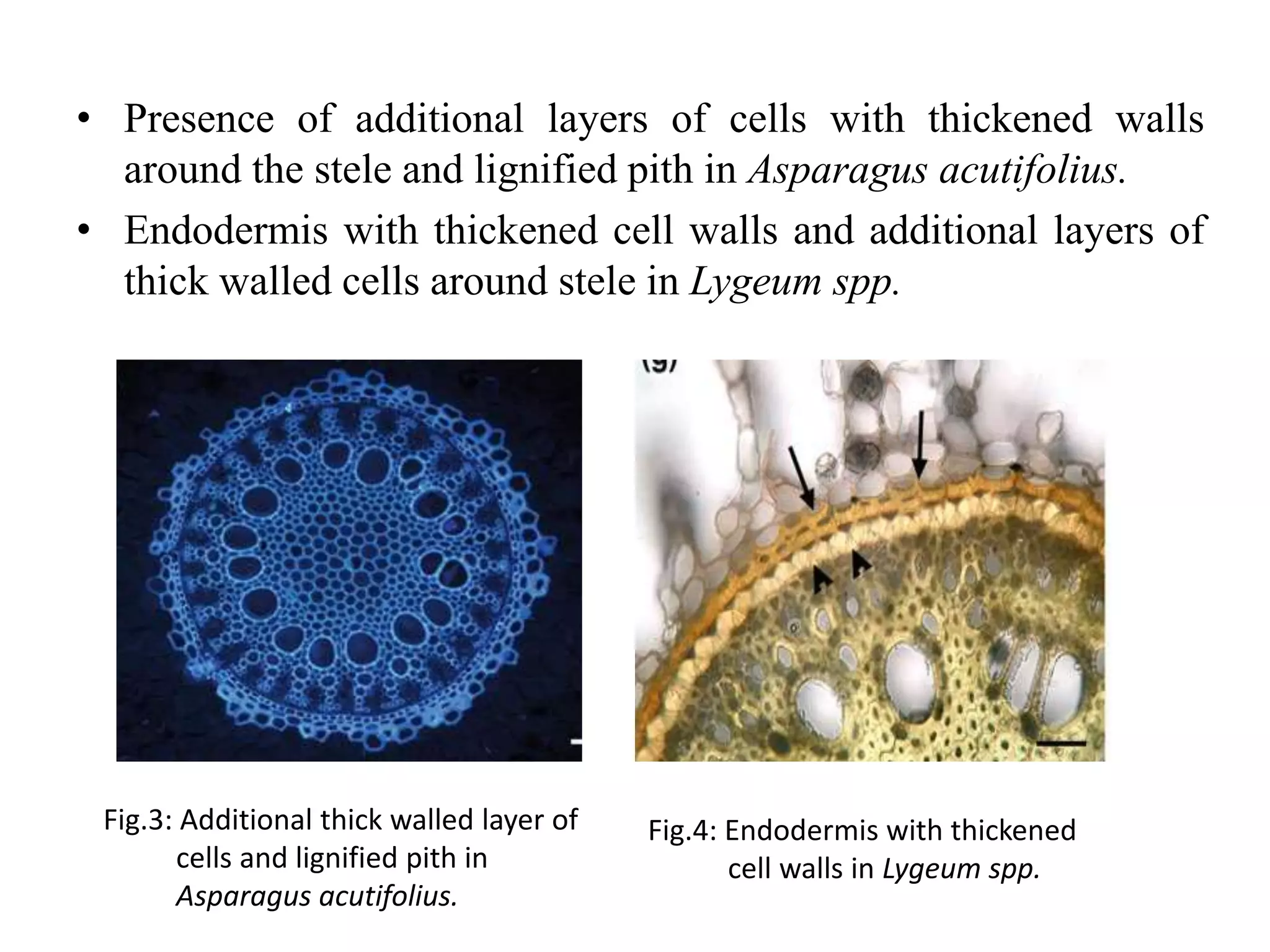 Anatomical features of xerophytic plants | PPTX