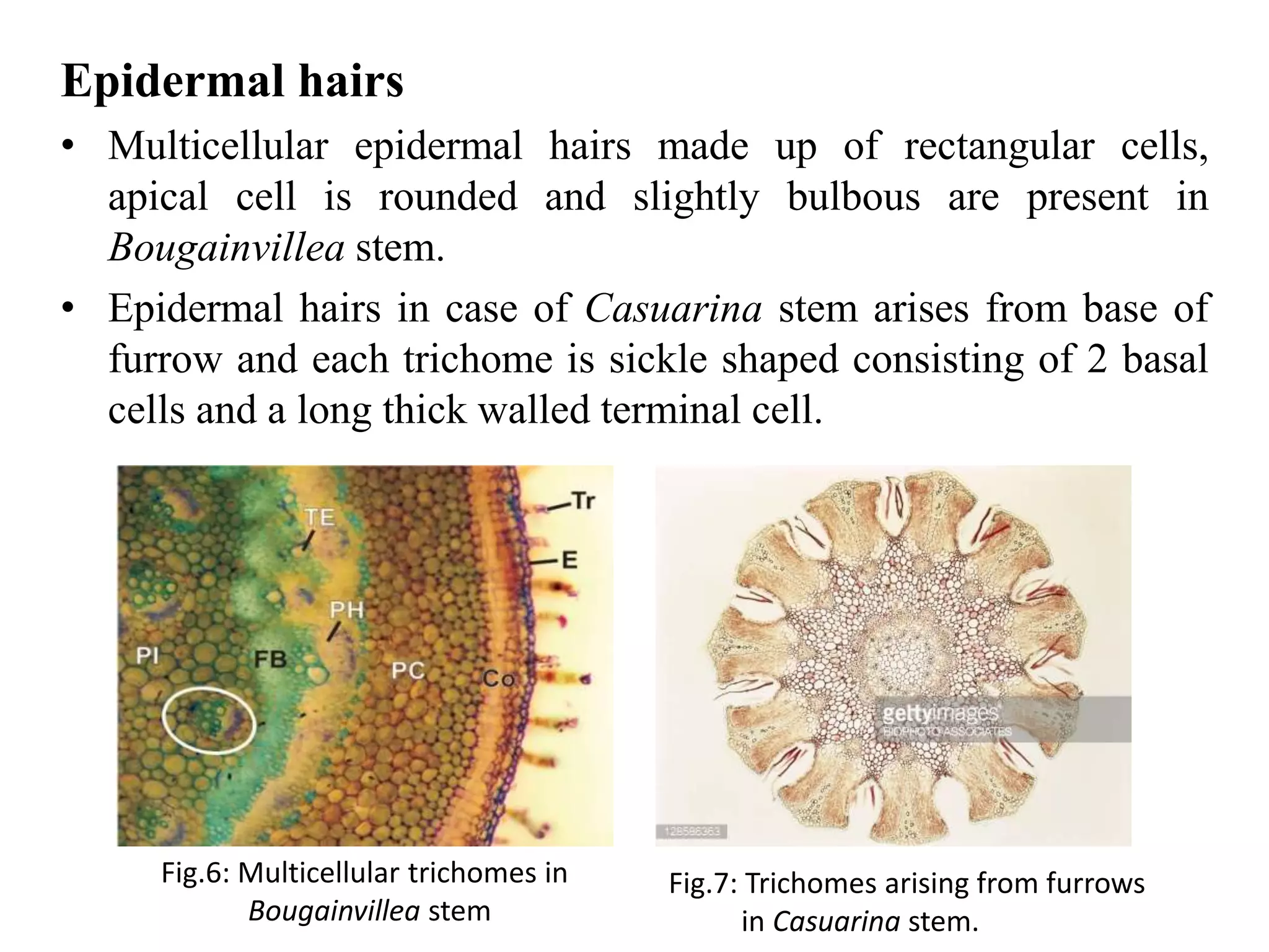 Anatomical features of xerophytic plants | PPTX