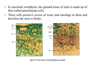 Anatomical features of xerophytic plants | PPTX