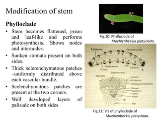 Anatomical features of xerophytic plants | PPTX