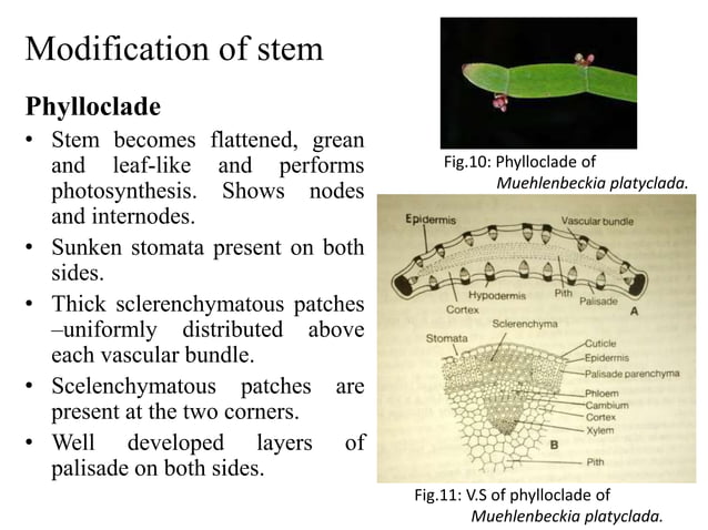 Anatomical features of xerophytic plants | PPTX | Gardening | Home & Garden