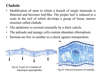 Anatomical features of xerophytic plants | PPTX