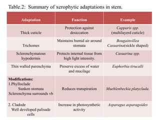 Anatomical features of xerophytic plants | PPTX