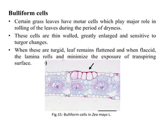 Anatomical features of xerophytic plants | PPTX