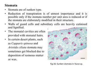 Anatomical features of xerophytic plants | PPTX