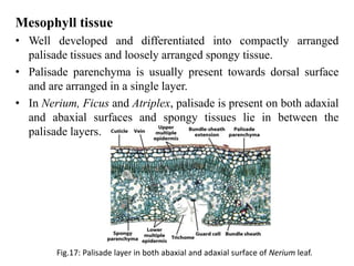 Anatomical features of xerophytic plants | PPTX