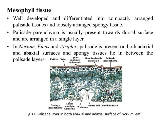 Anatomical features of xerophytic plants | PPTX | Gardening | Home & Garden
