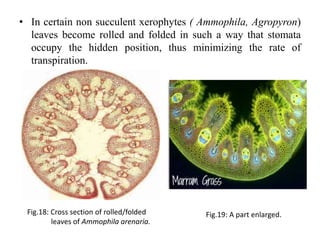 Anatomical features of xerophytic plants | PPTX