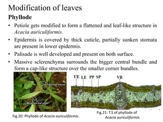 Anatomical features of xerophytic plants | PPTX