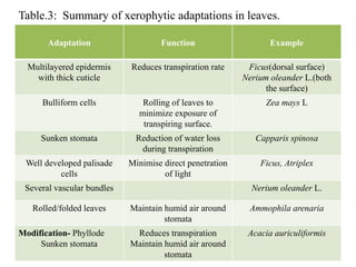 Anatomical features of xerophytic plants | PPTX