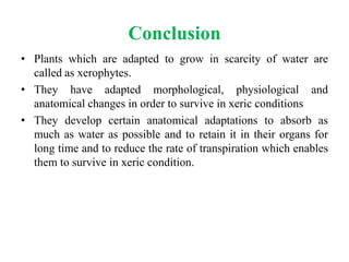 Anatomical features of xerophytic plants | PPTX