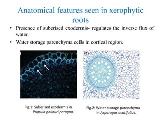 Anatomical features of xerophytic plants | PPTX