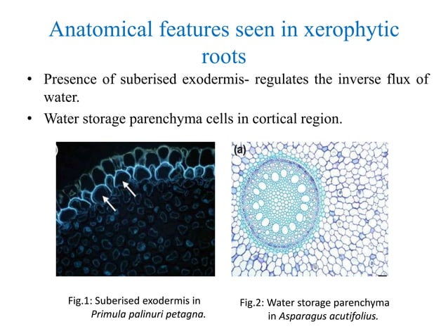 Anatomical features of xerophytic plants | PPTX | Gardening | Home & Garden