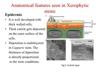 Anatomical features of xerophytic plants | PPTX