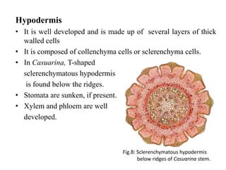 Anatomical features of xerophytic plants | PPTX