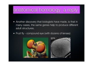 Anatomical homology | PDF