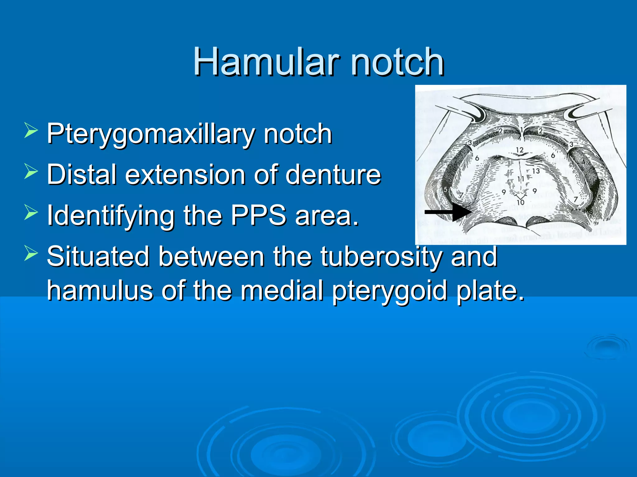 Anatomical landmarks | PPT
