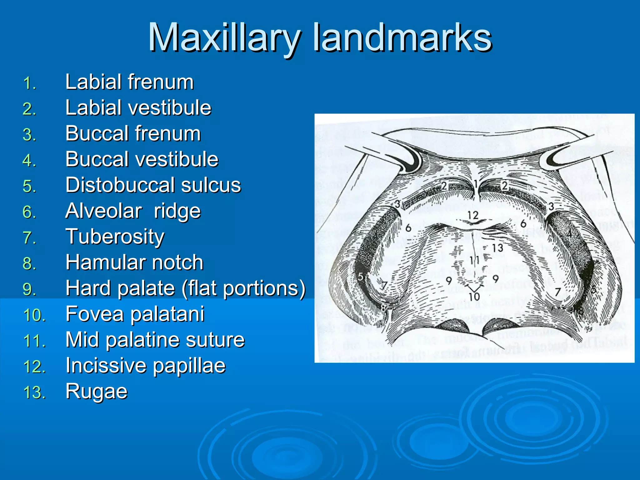 Anatomical landmarks | PPT