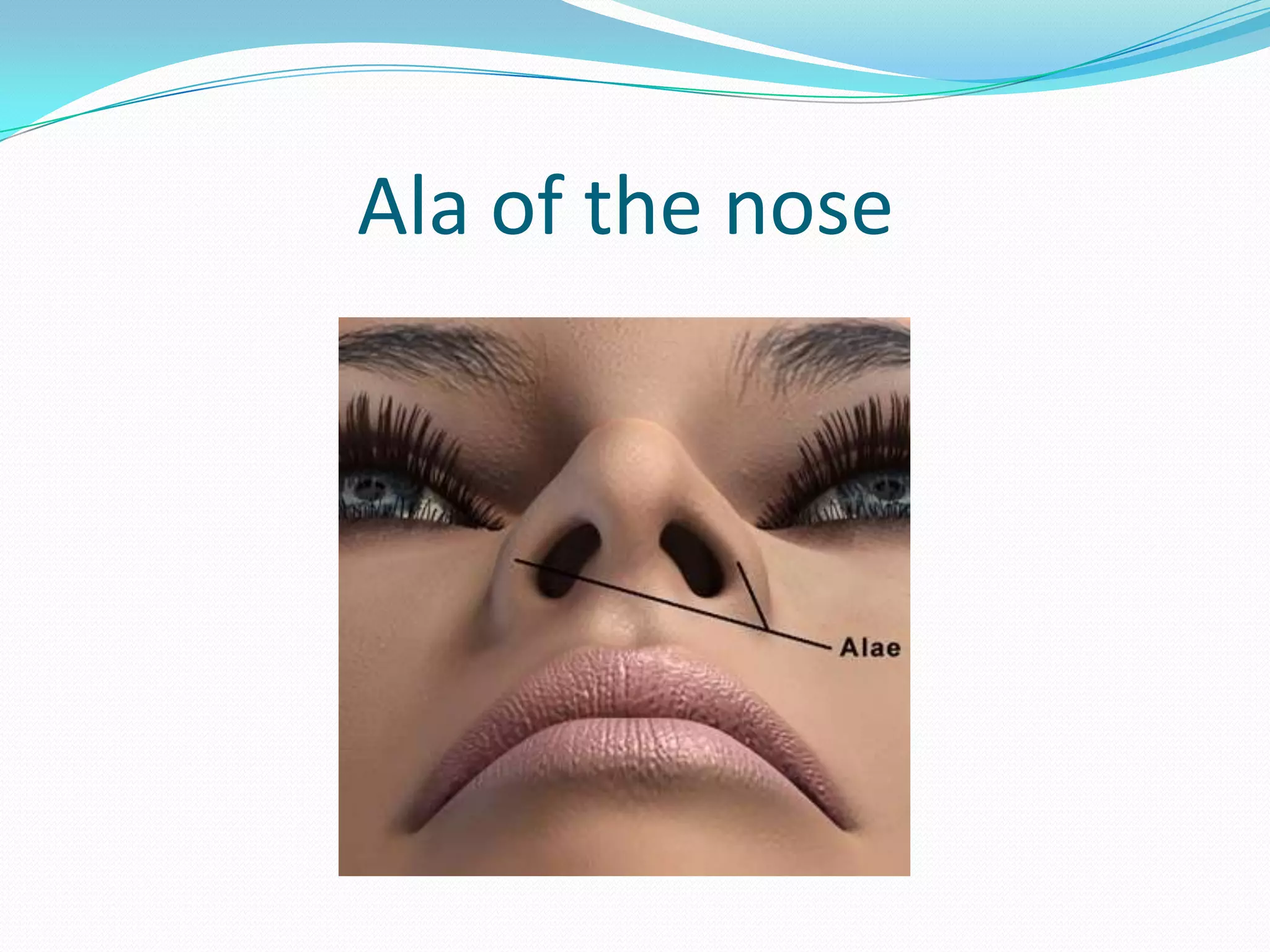 Anatomical Landmarks for Complete Dentures | PPTX | Dental Health ...