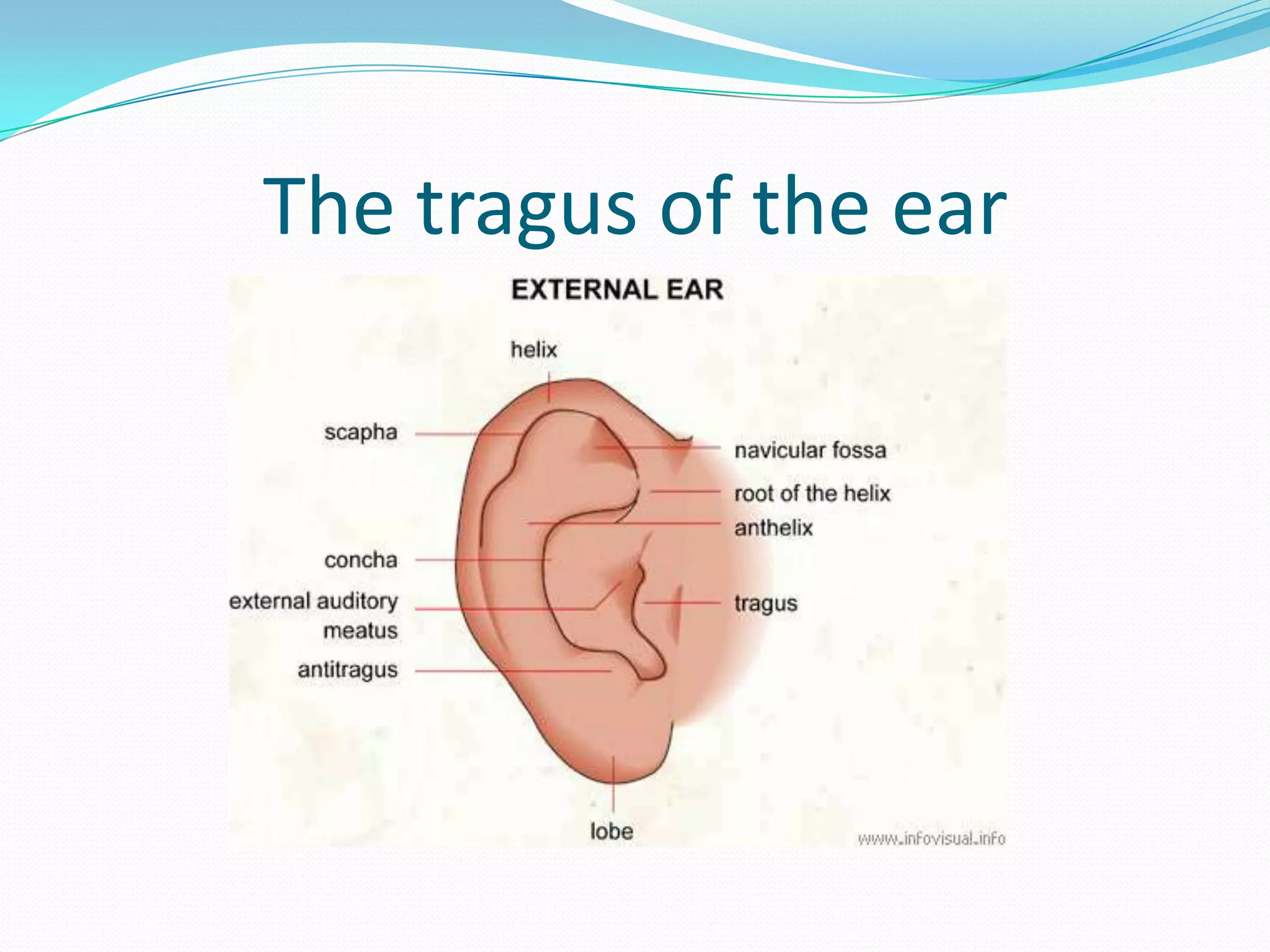 Anatomical Landmarks for Complete Dentures | PPTX