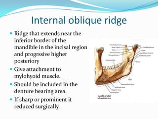 External Oblique Ridge