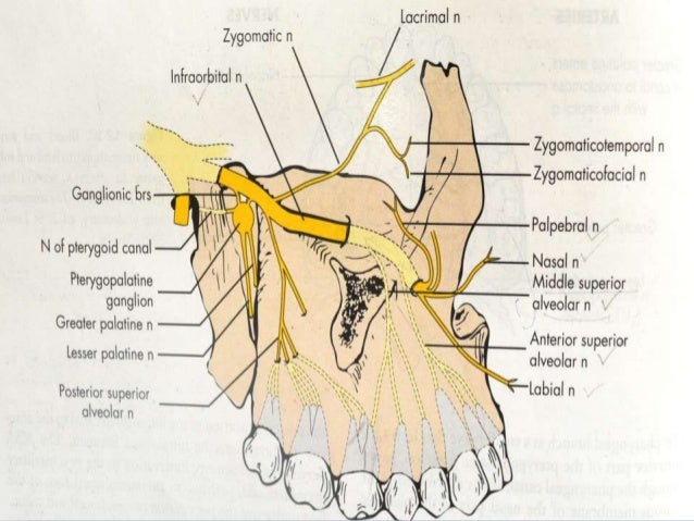 Anatomical landmarks