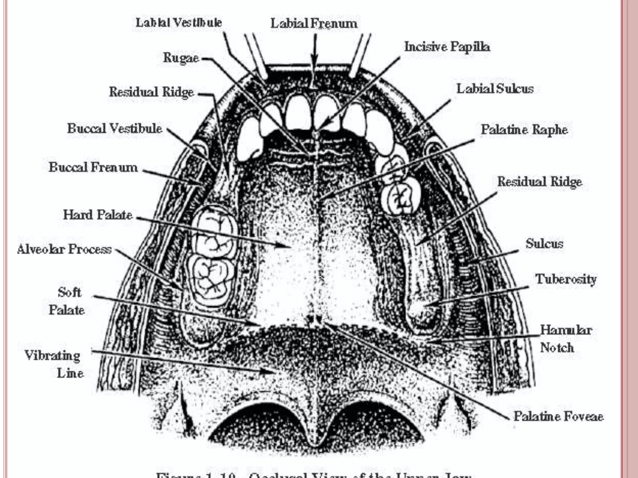 Anatomical landmarks of maxilla and mandible | PPTX