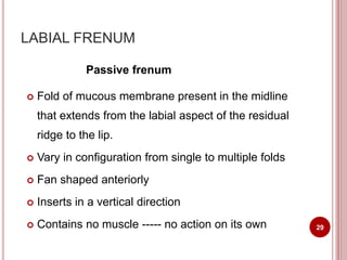 Anatomical landmarks of maxilla and mandible | PPTX