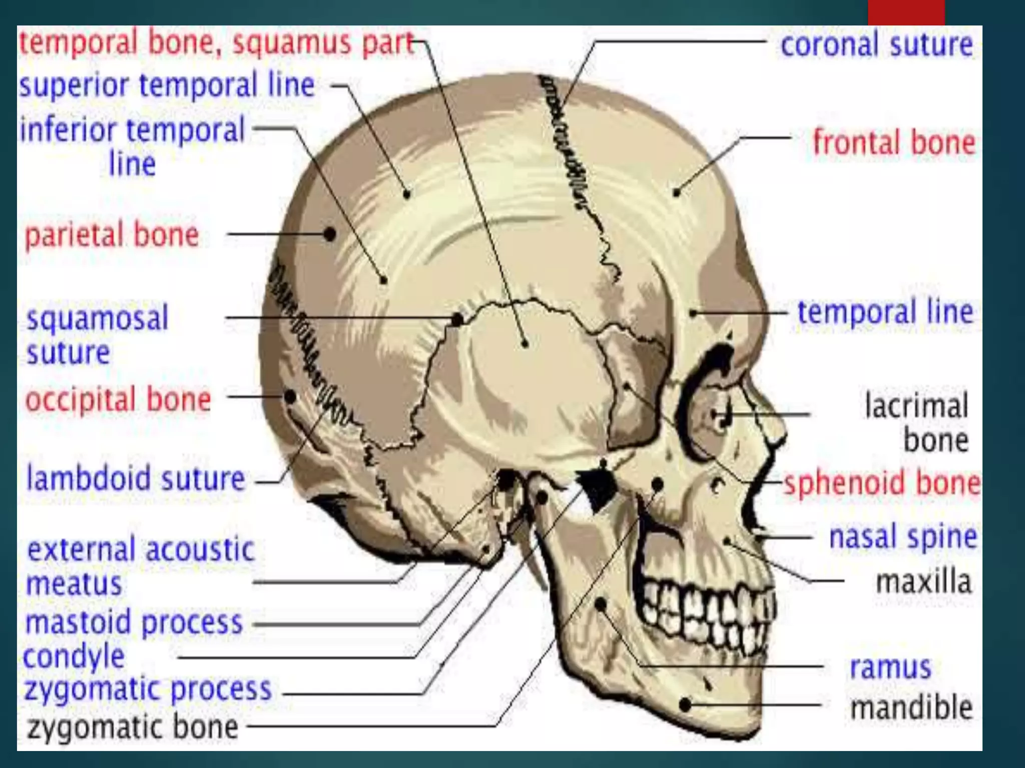 Anatomical landmarks | PPT