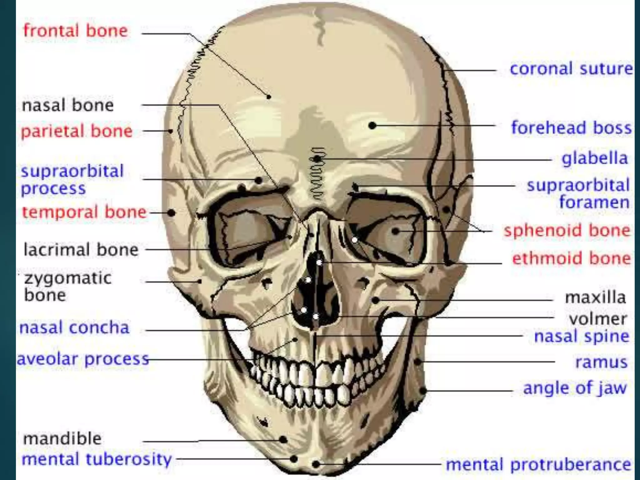 Anatomical landmarks | PPT