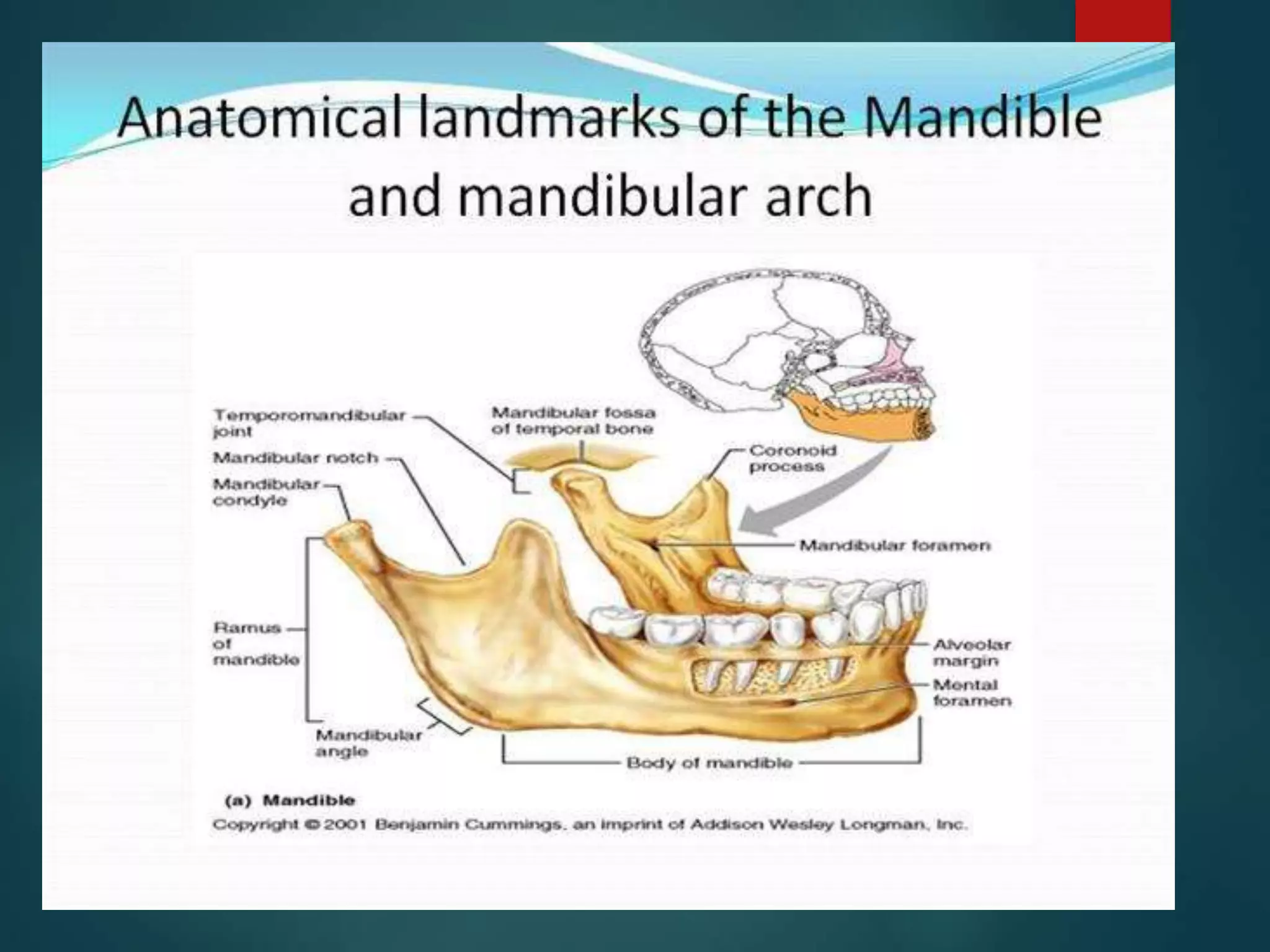 Anatomical landmarks | PPT