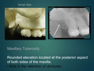 Anatomical landmarks | PPT