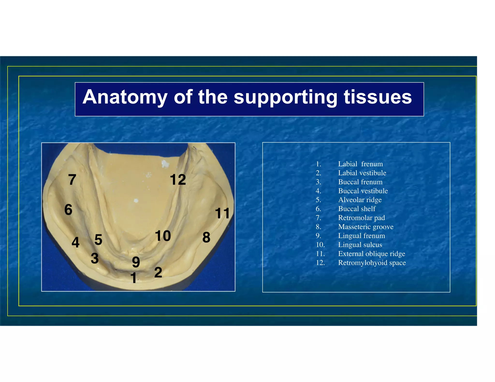 Edentulous Ridges_Anatomical Landmark | PDF