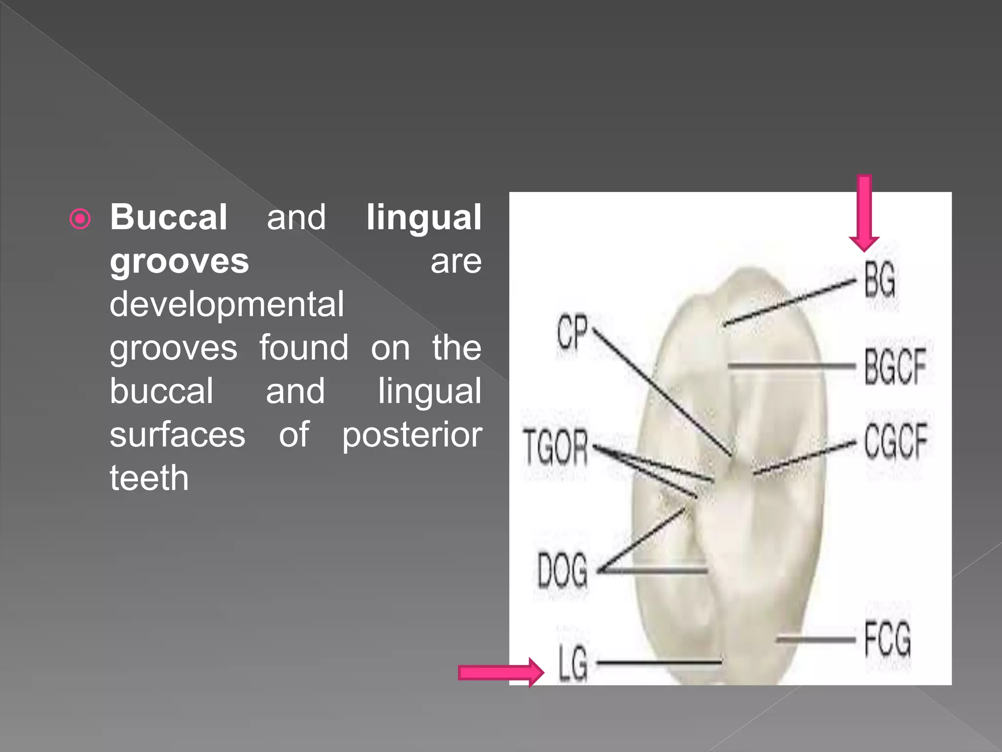 ANATOMICAL LANDMARKS.pptx