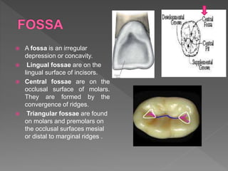 ANATOMICAL LANDMARKS.pptx