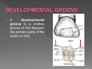 ANATOMICAL LANDMARKS.pptx