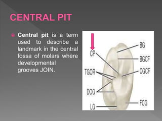 ANATOMICAL LANDMARKS.pptx