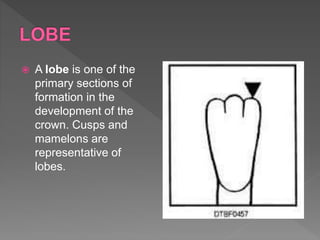 ANATOMICAL LANDMARKS.pptx