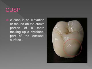ANATOMICAL LANDMARKS.pptx