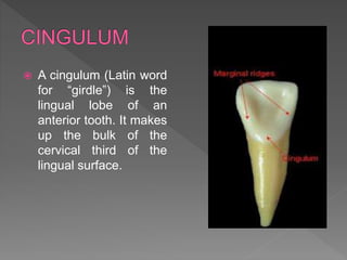 ANATOMICAL LANDMARKS.pptx