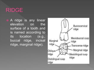 ANATOMICAL LANDMARKS.pptx